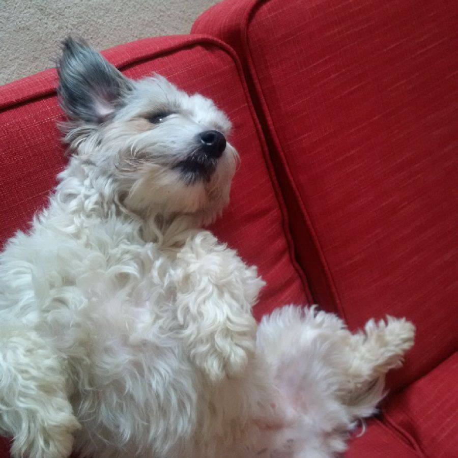 smudgeredsofa | jeremyirons.net