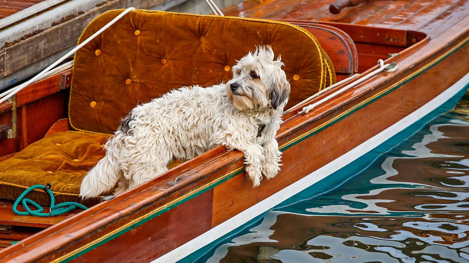 Jeremy’s Dogs | jeremyirons.net